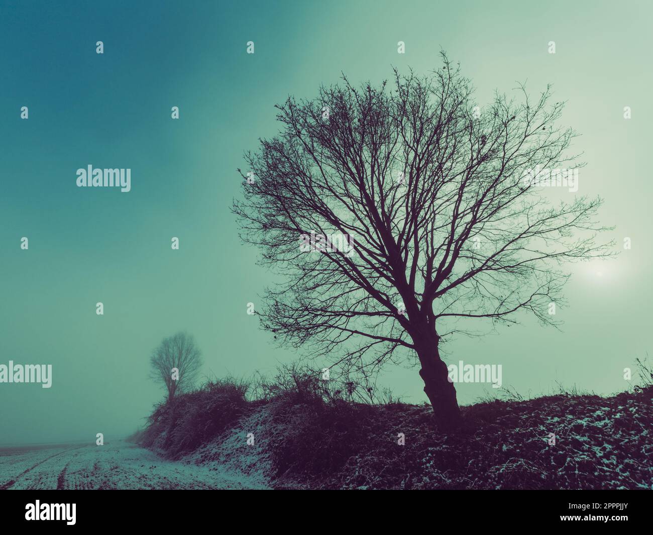 Snow mist fog trees winter sun hi-res stock photography and images - Alamy