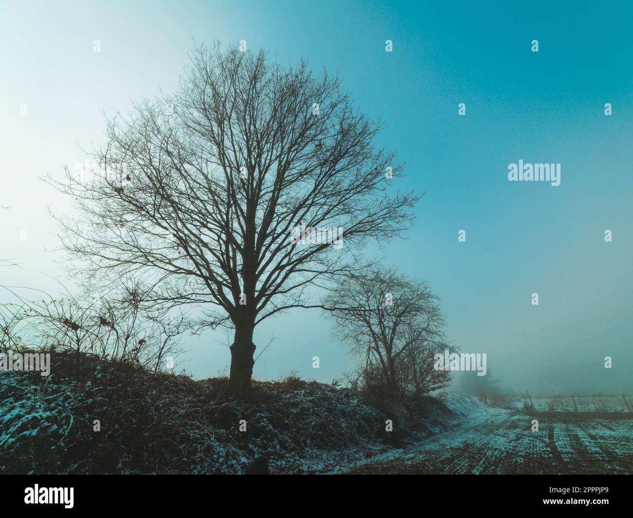 Snow mist fog trees winter sun hi-res stock photography and images - Alamy