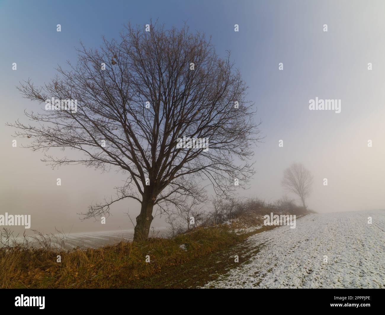 Fog trees silhouette hi-res stock photography and images - Alamy