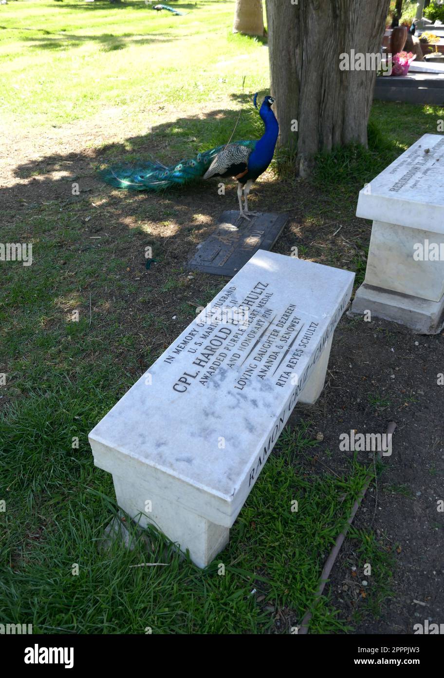 Los Angeles, California, USA 20th April 2023 A Peacock and Harold Henry ...