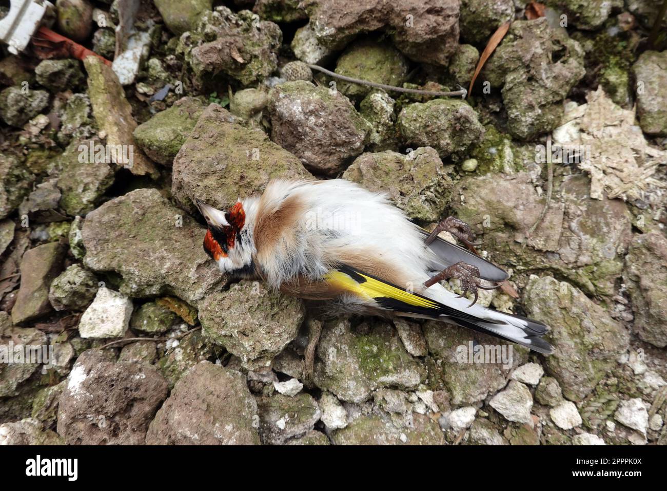 toter Stieglitz oder Distelfink (Carduelis carduelis Stock Photo - Alamy