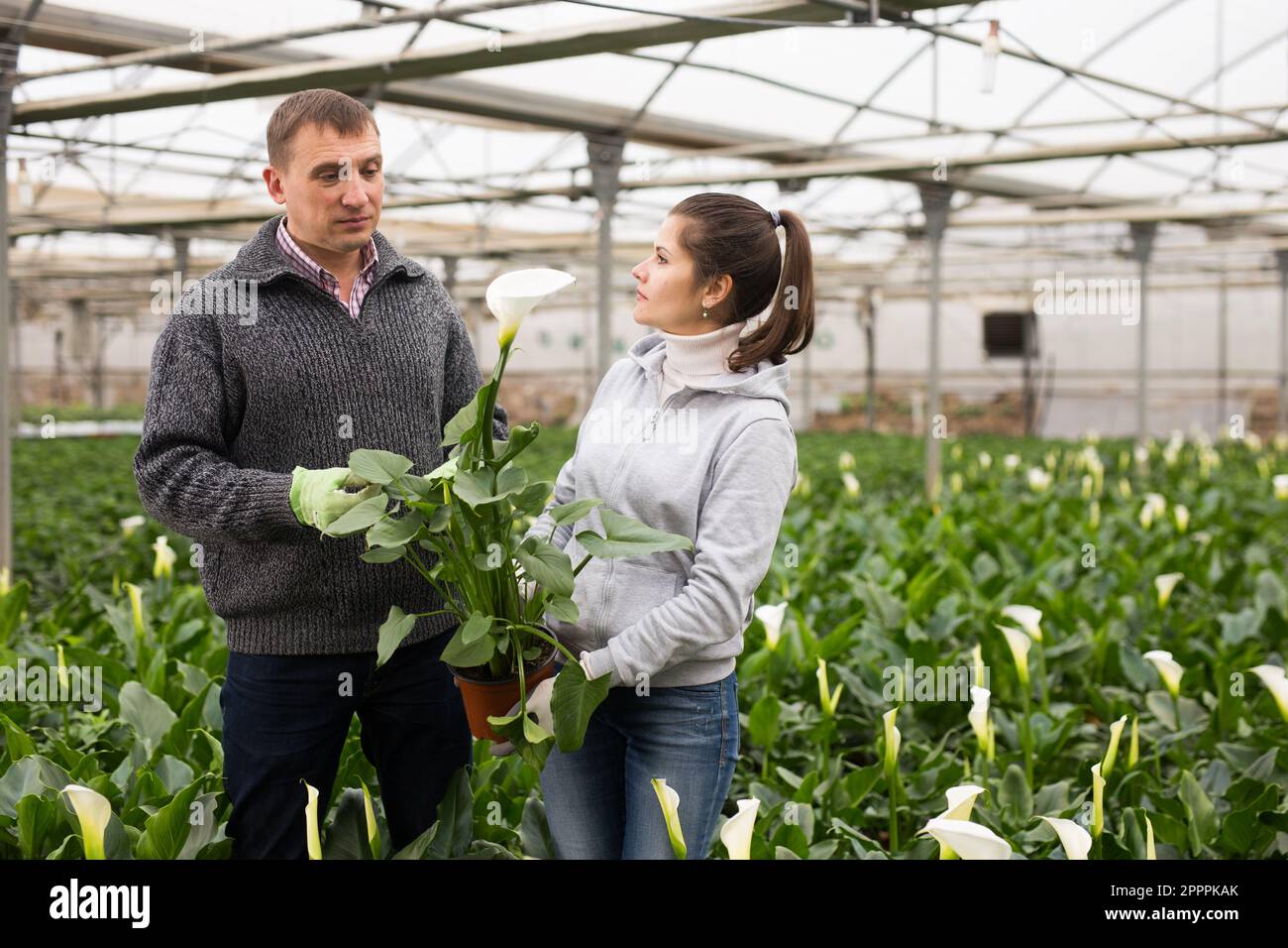 Couple of floriculturists growing callas Stock Photo - Alamy