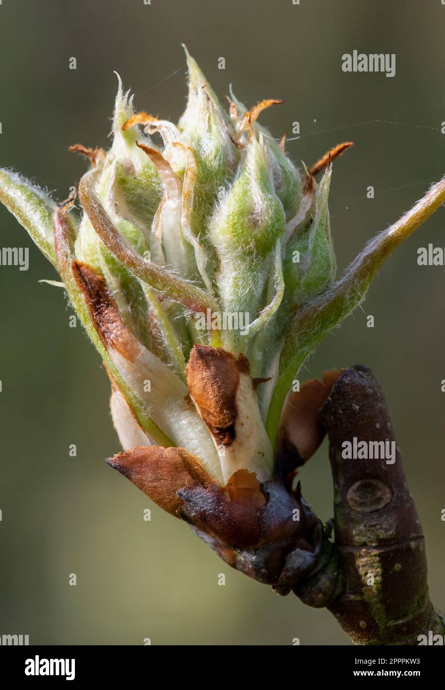 Close up of fruit buds at the green cluster growth stage on a ...