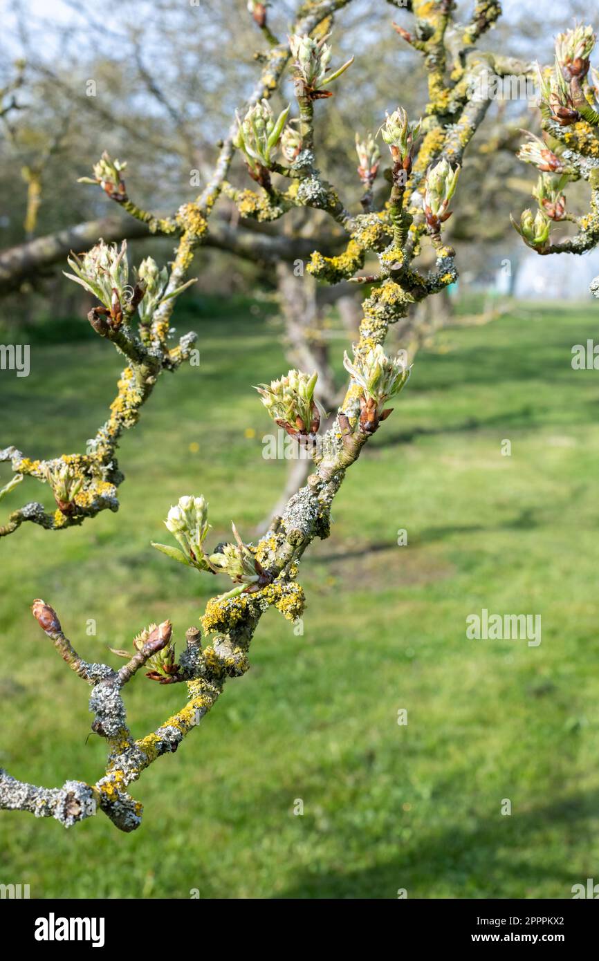 Close up of fruit buds at the green cluster growth stage on a ...
