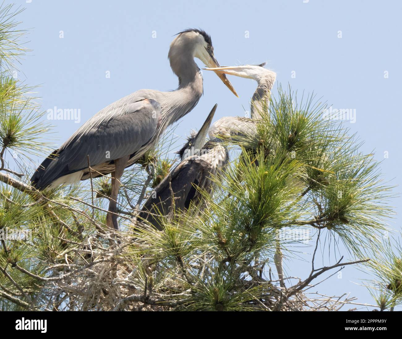 Got your nose hi-res stock photography and images - Alamy