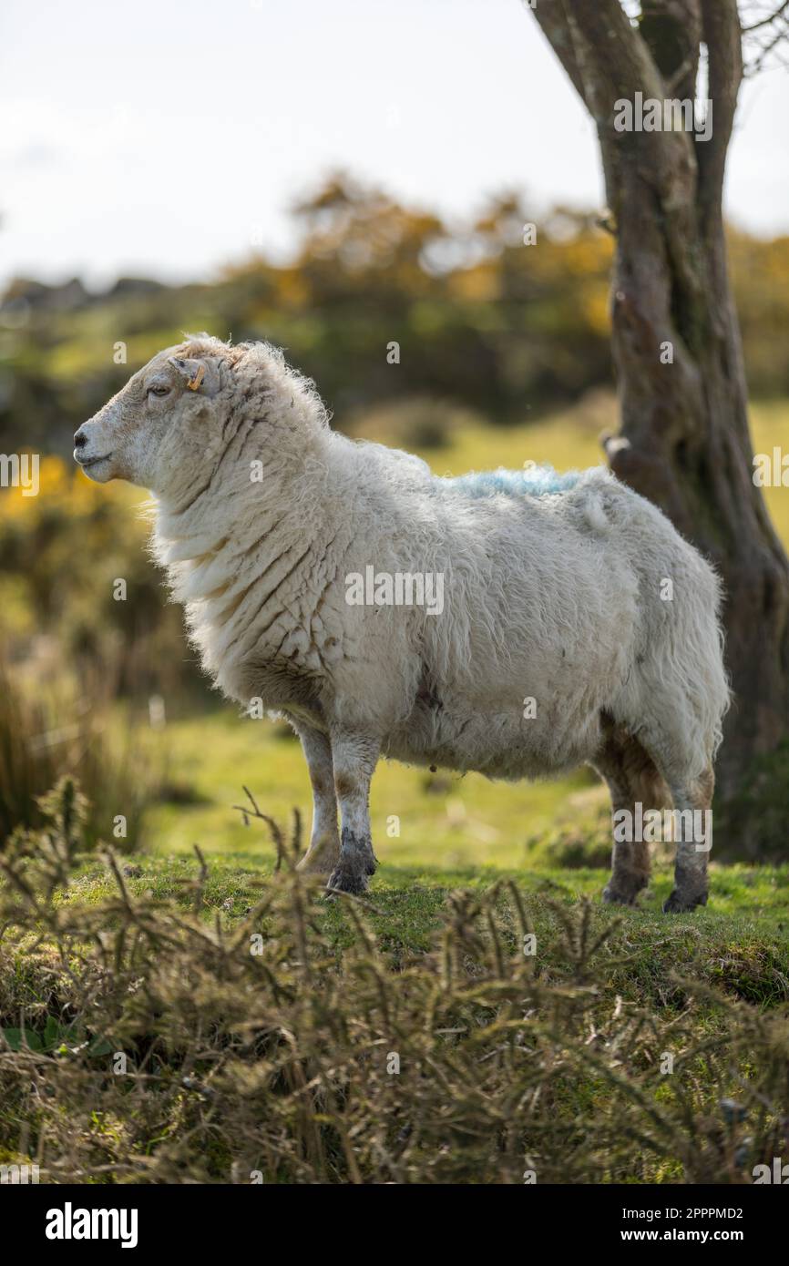 Devon and cornwall breed hi-res stock photography and images - Alamy