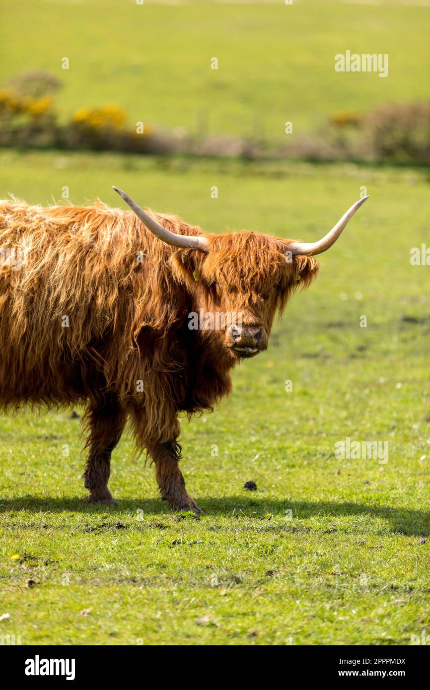 The South Devon breed of British beef cattle, Cornwall Stock Photo - Alamy