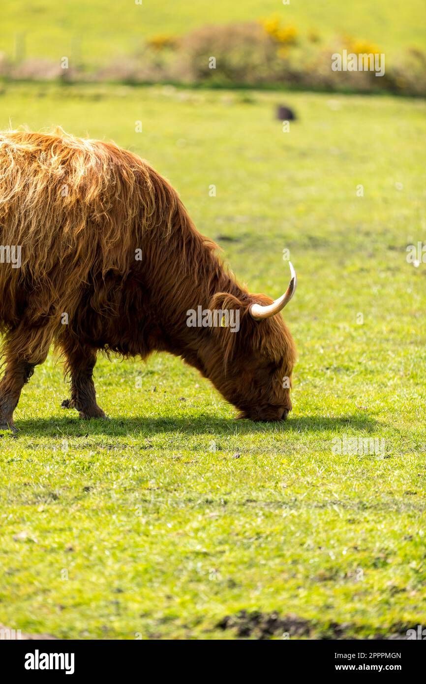 The South Devon breed of British beef cattle, Cornwall Stock Photo - Alamy