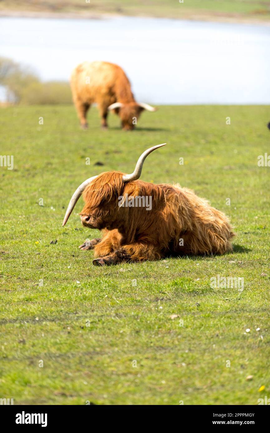 The South Devon breed of British beef cattle, Cornwall Stock Photo - Alamy