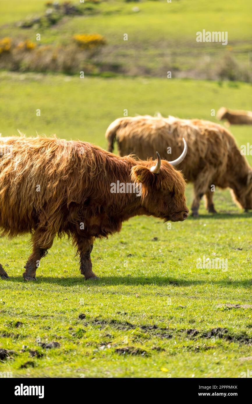 The South Devon breed of British beef cattle, Cornwall Stock Photo - Alamy