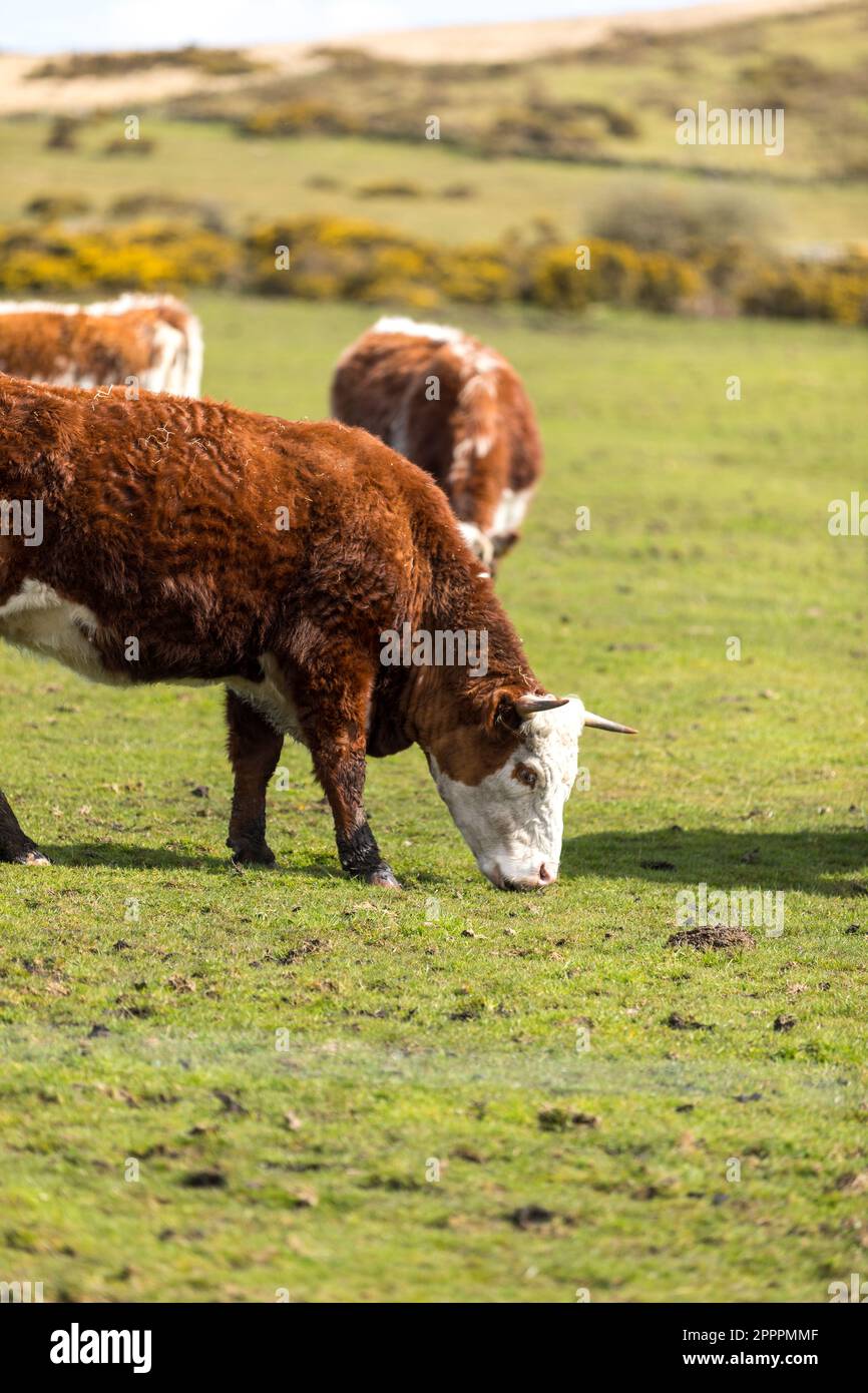 The South Devon breed of British beef cattle, Cornwall Stock Photo - Alamy