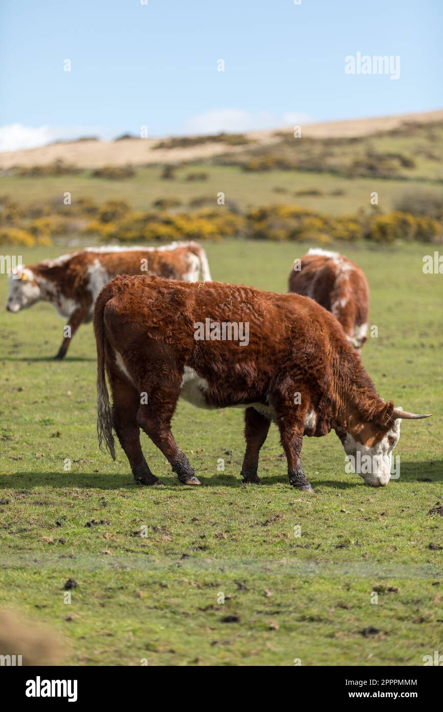 The South Devon breed of British beef cattle, Cornwall Stock Photo - Alamy