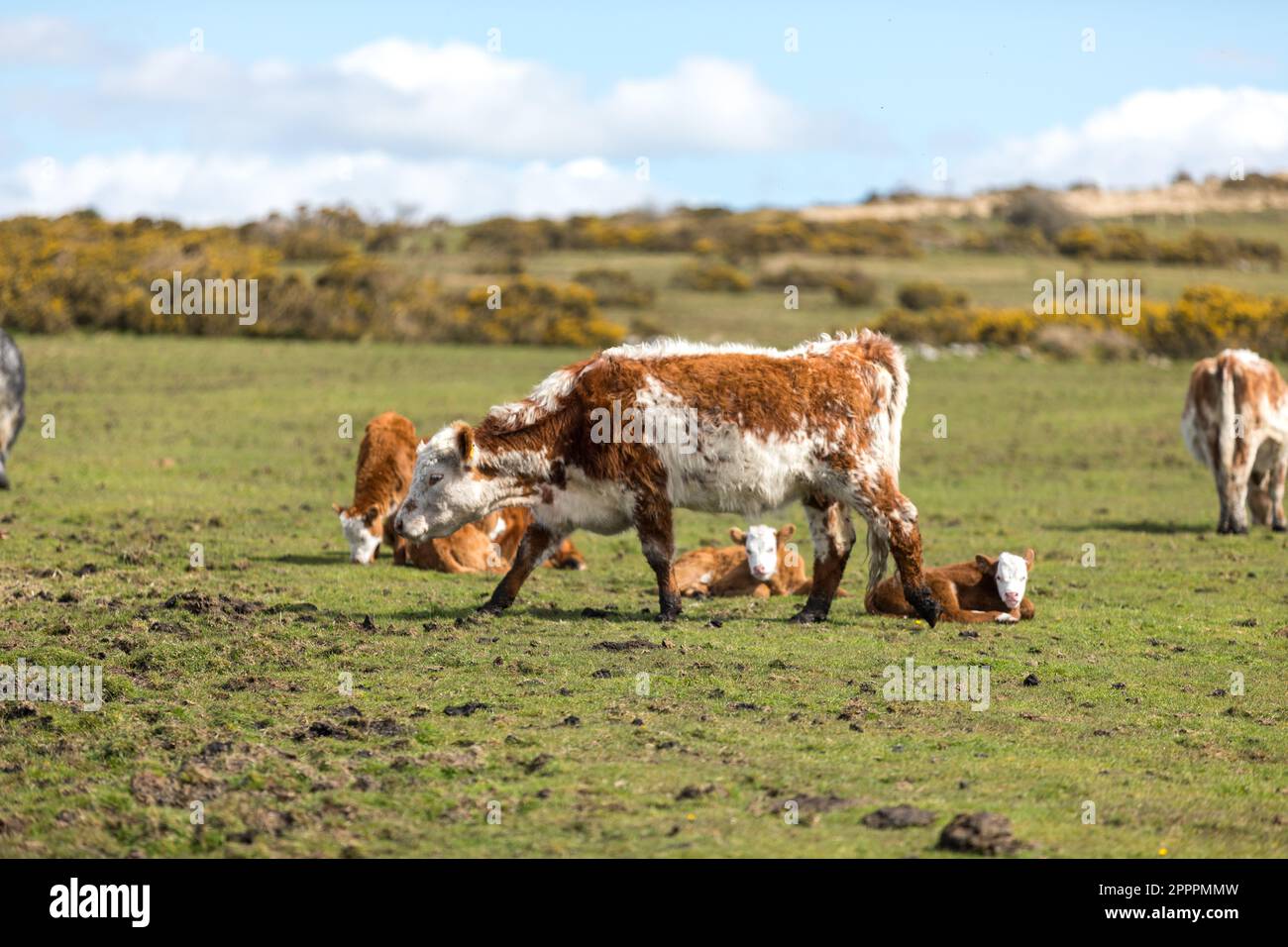 The South Devon breed of British beef cattle, Cornwall Stock Photo - Alamy