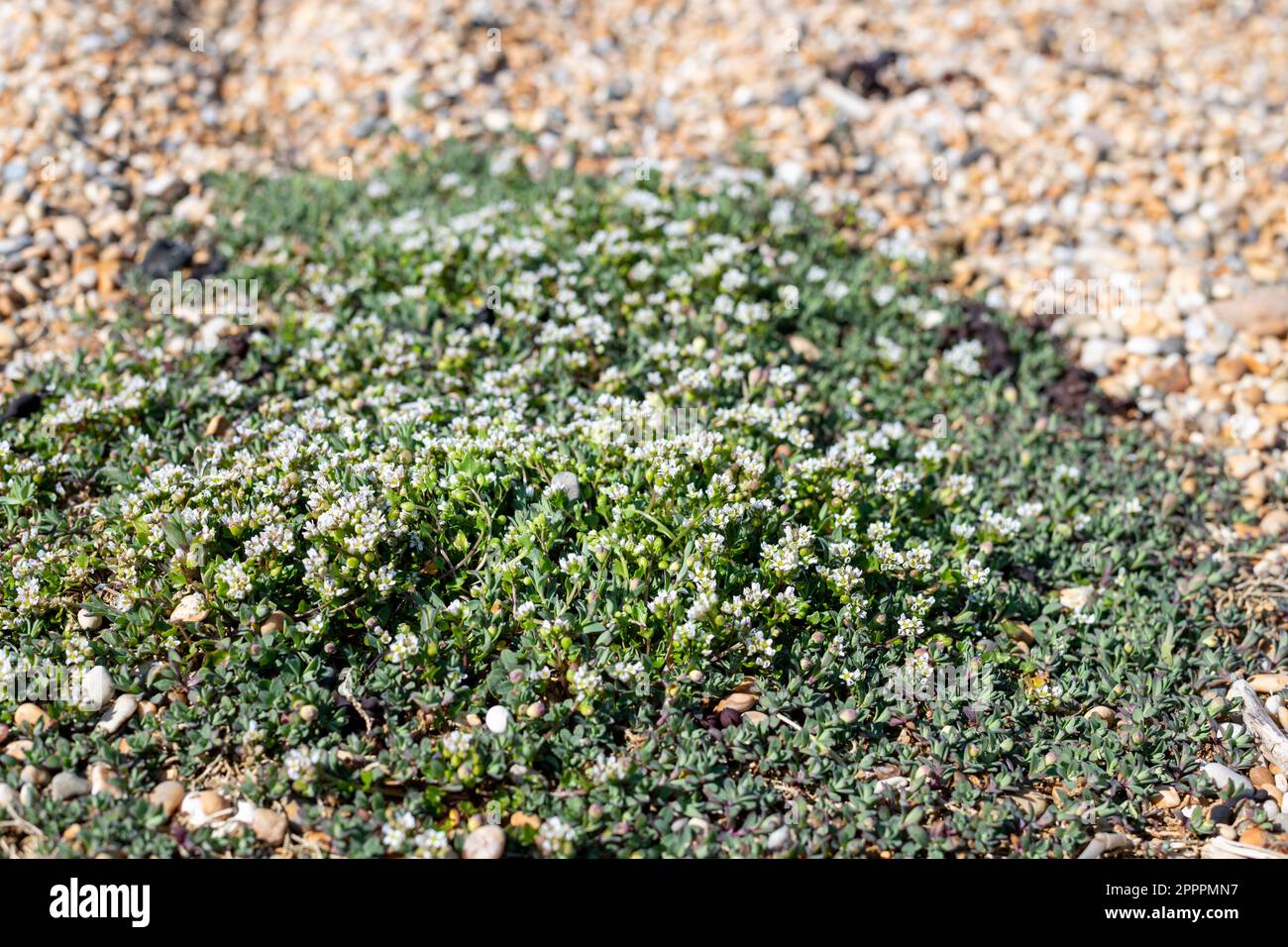 Close up of scurvygrass (cochlearia officinalis) flowers in bloom Stock ...