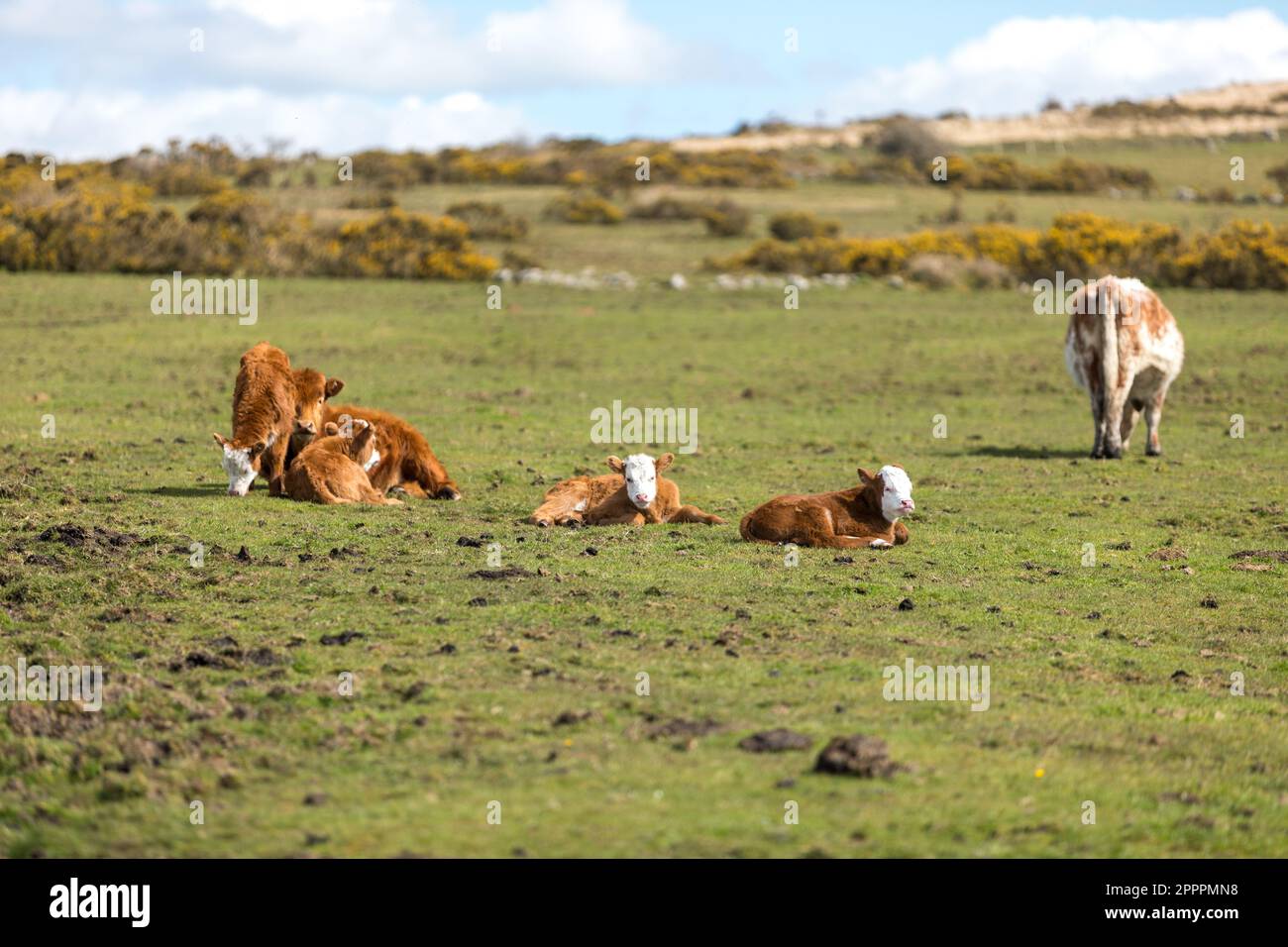 Devon and cornwall breed hi-res stock photography and images - Alamy