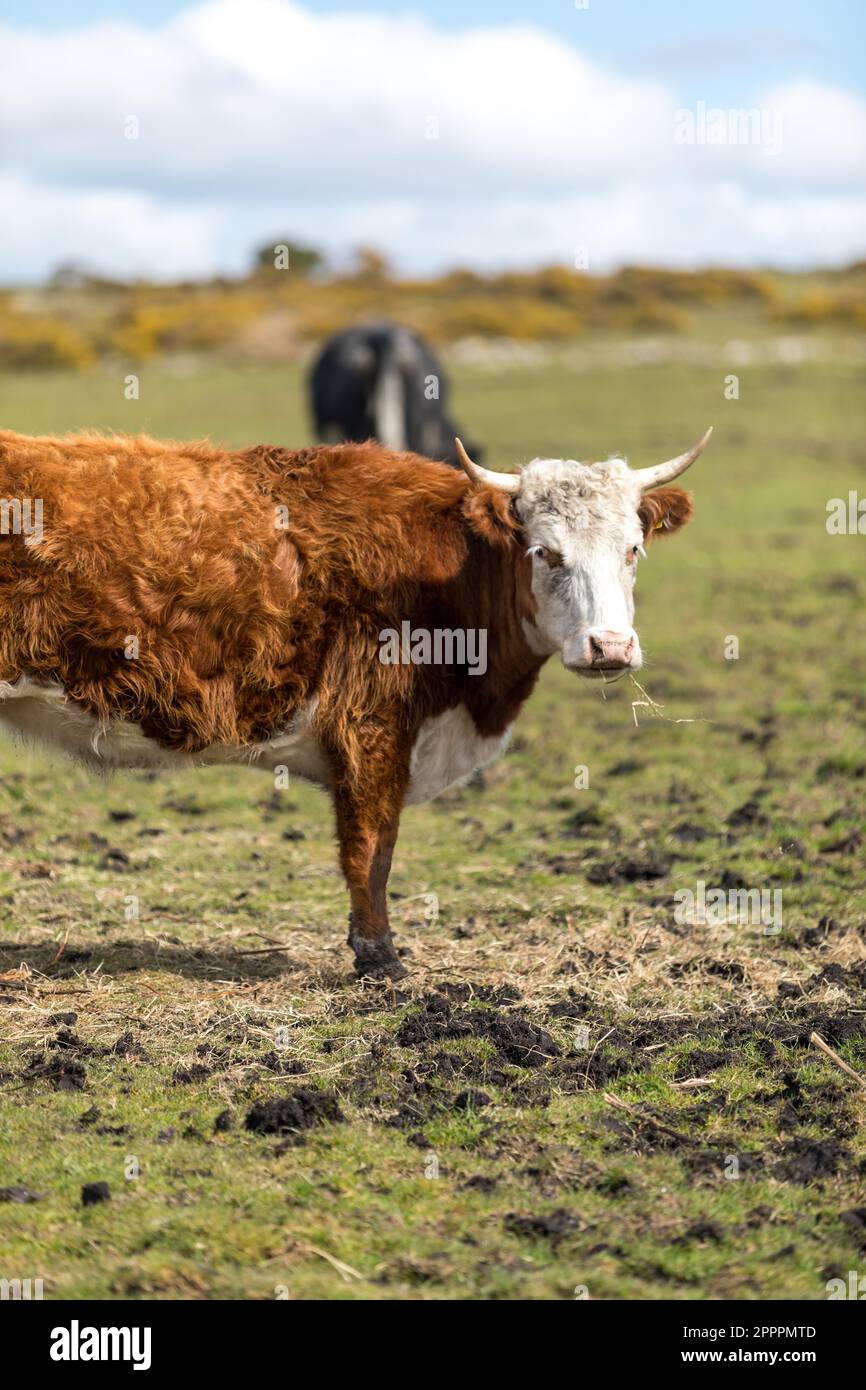 The South Devon breed of British beef cattle, Cornwall Stock Photo - Alamy