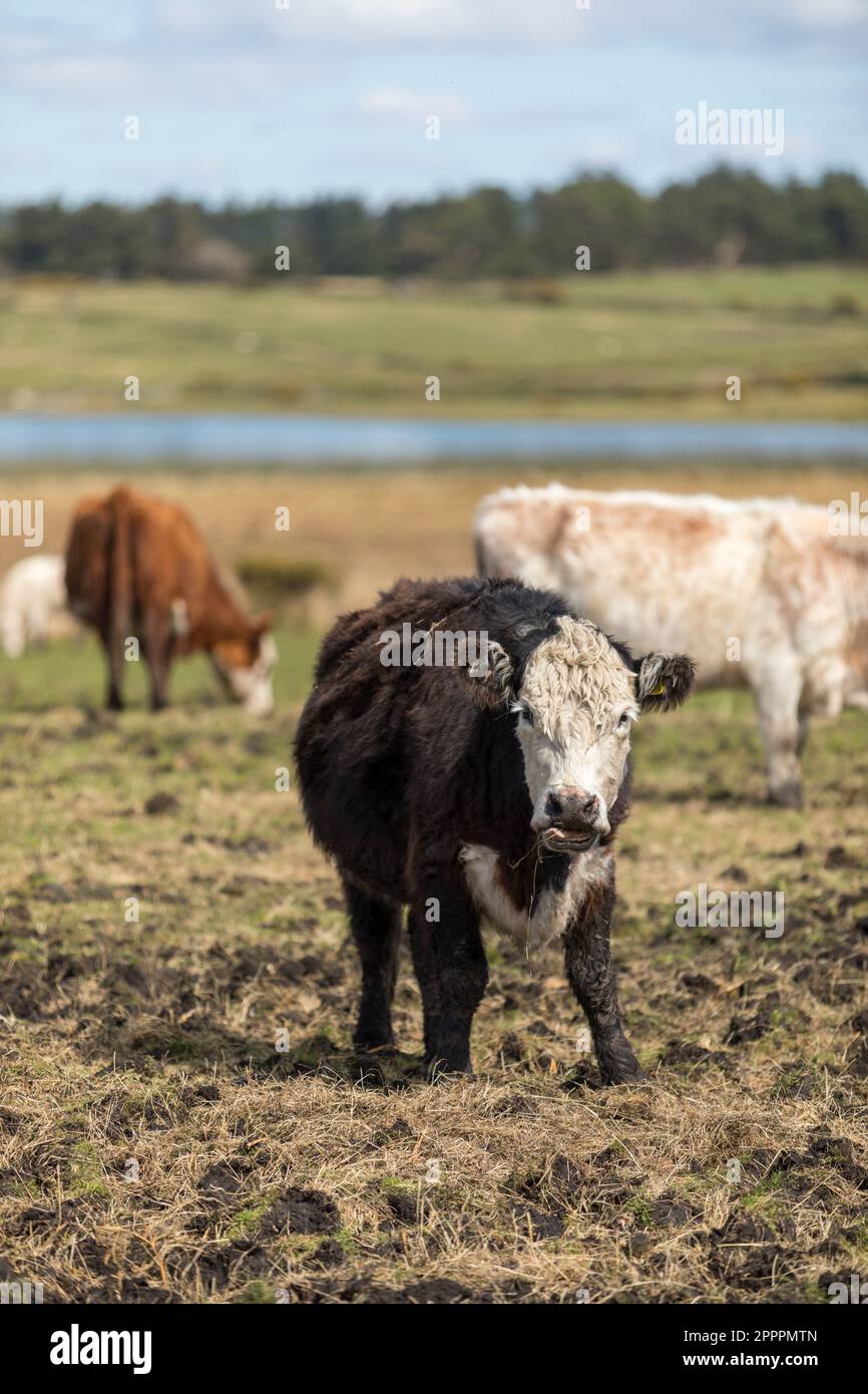 The South Devon breed of British beef cattle, Cornwall Stock Photo - Alamy