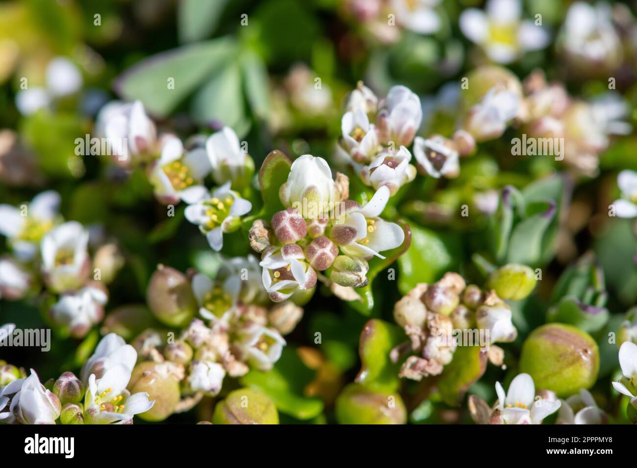 Close up of scurvygrass (cochlearia officinalis) flowers in bloom Stock ...