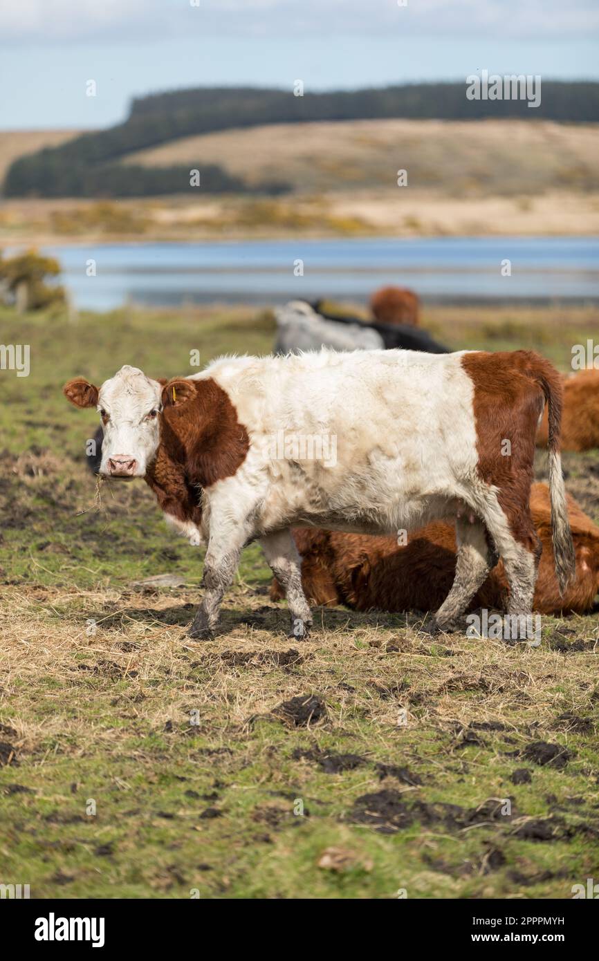 The South Devon breed of British beef cattle, Cornwall Stock Photo - Alamy