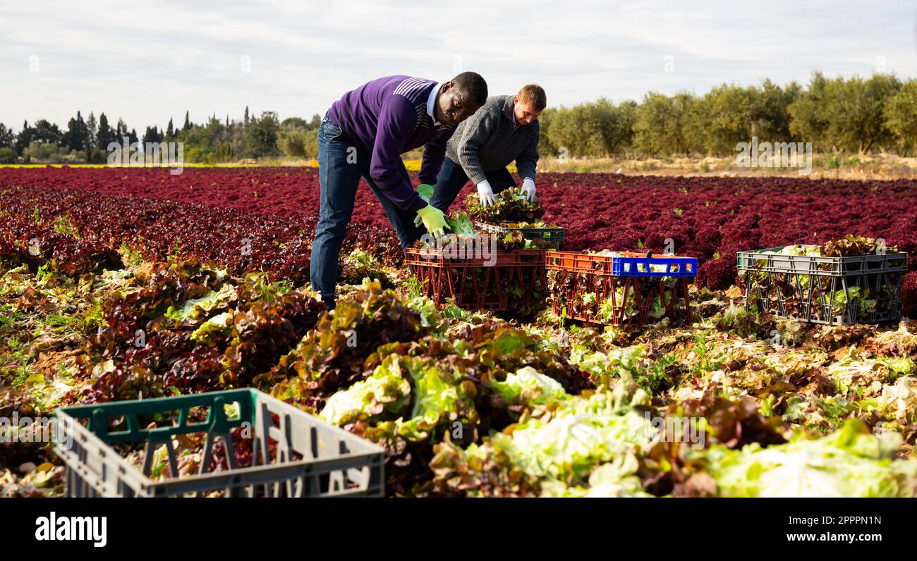 Male workers harvesting lettuce on the field and put in boxes Stock ...