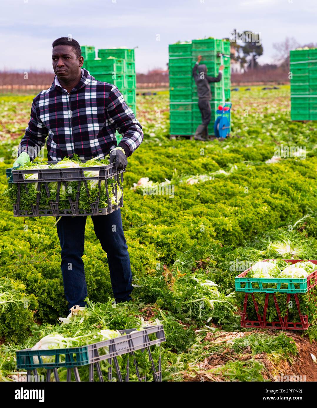 African farm worker carrying crates with frisee Stock Photo - Alamy