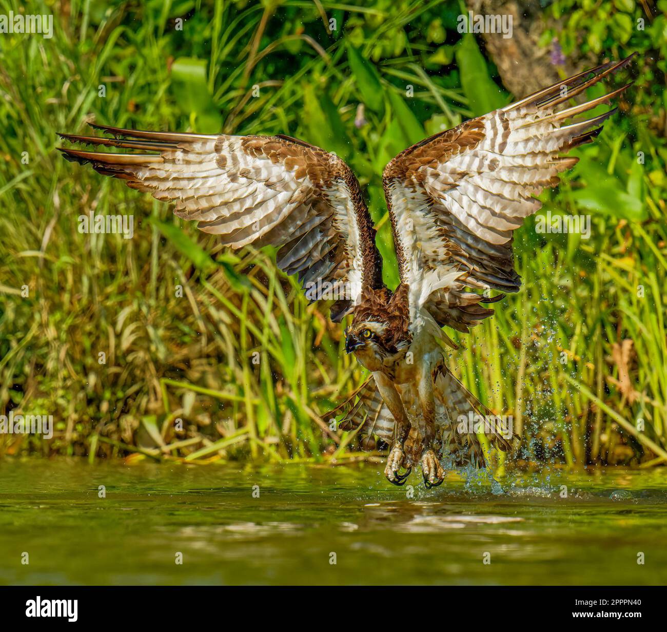 Osprey wings spread hi-res stock photography and images - Alamy