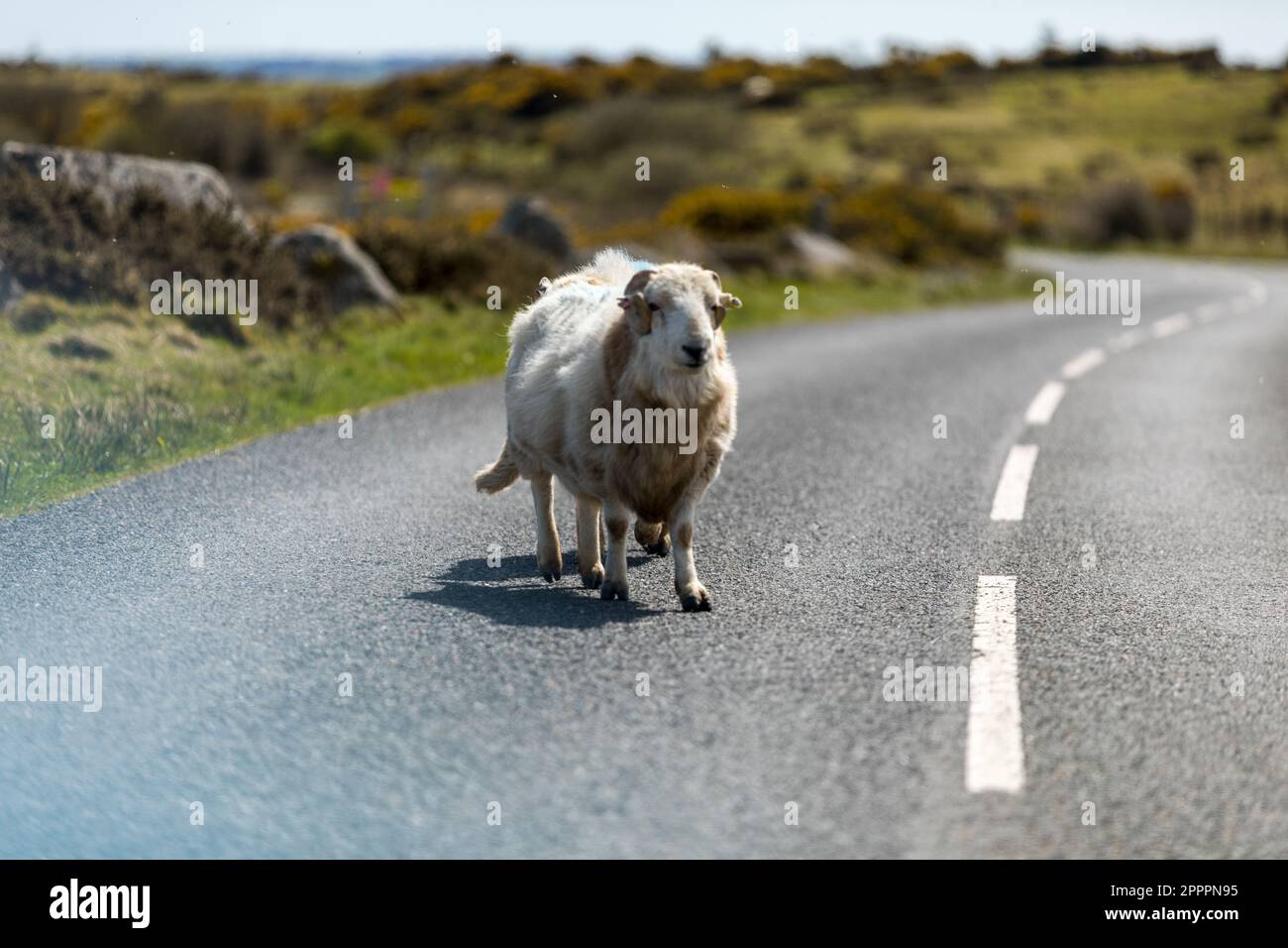 Devon and cornwall longwool hi-res stock photography and images - Alamy
