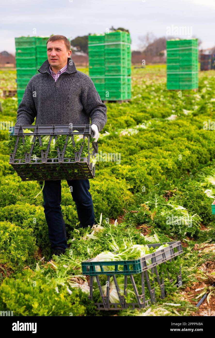 Man carrying crates with frisee lettuce Stock Photo - Alamy