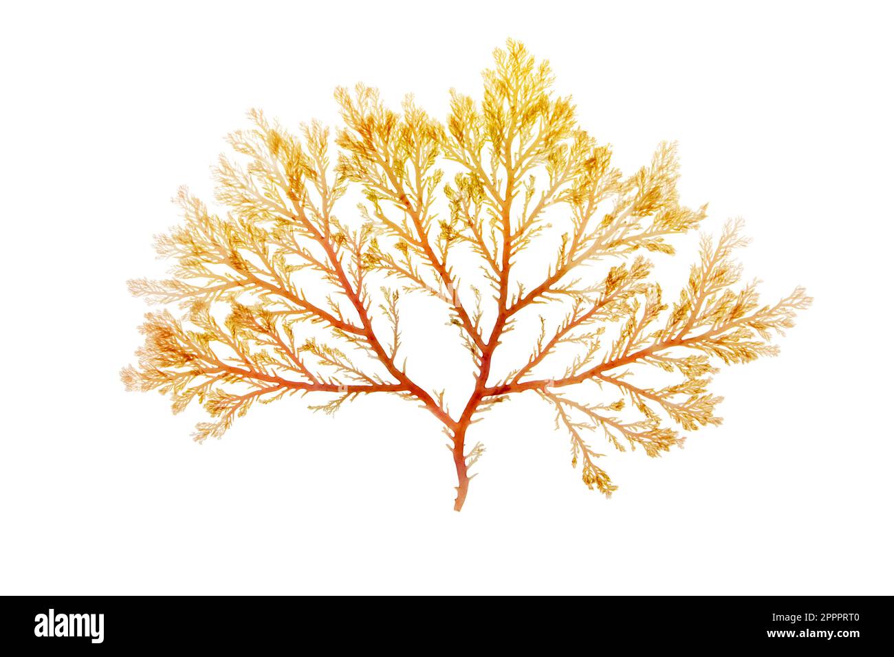 Red algae or rhodophyta branch isolated on white. Red seaweed Stock ...