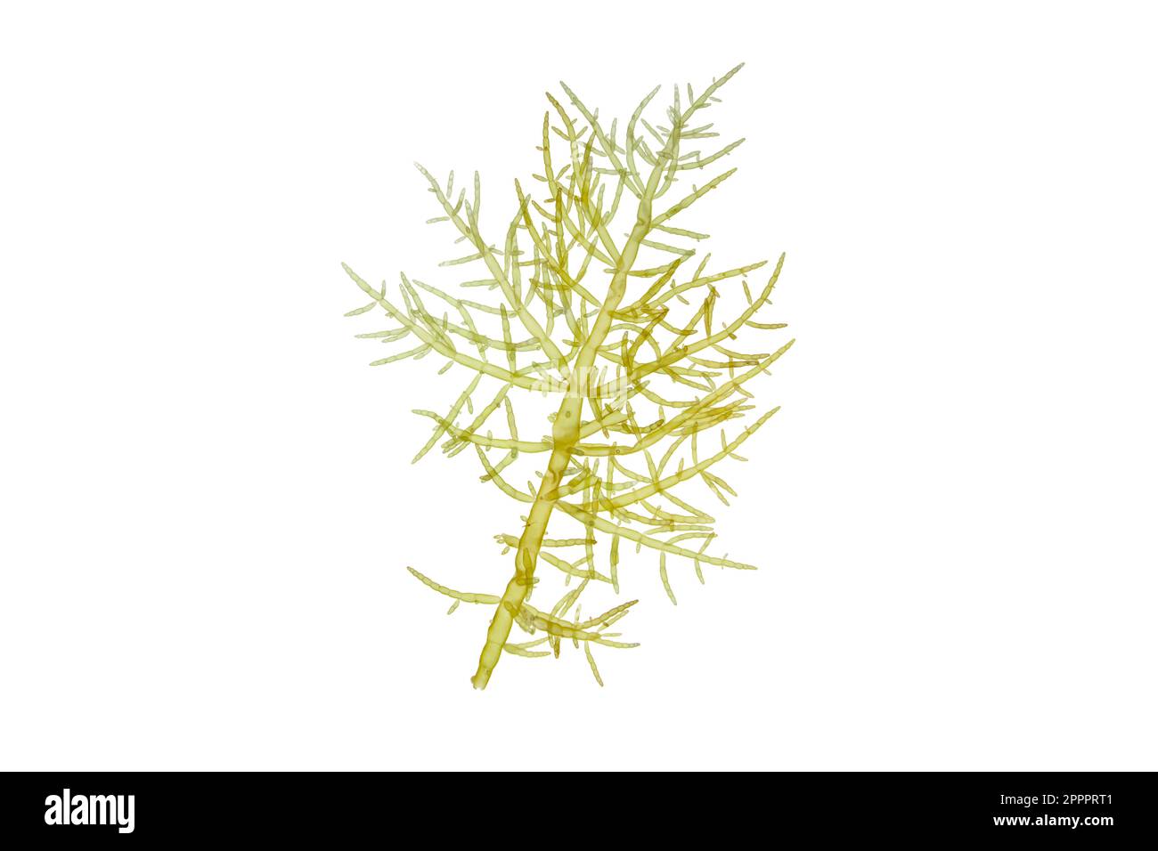 Green algae branch closeup isolated on white. Chlorophyta seaweed Stock ...