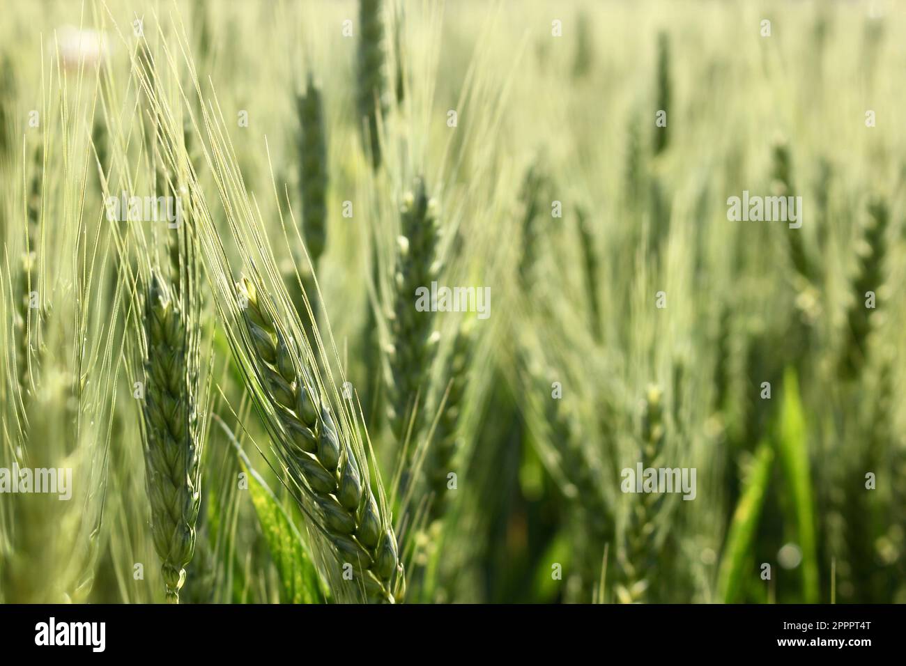 Wheat field in the sun Stock Photo - Alamy
