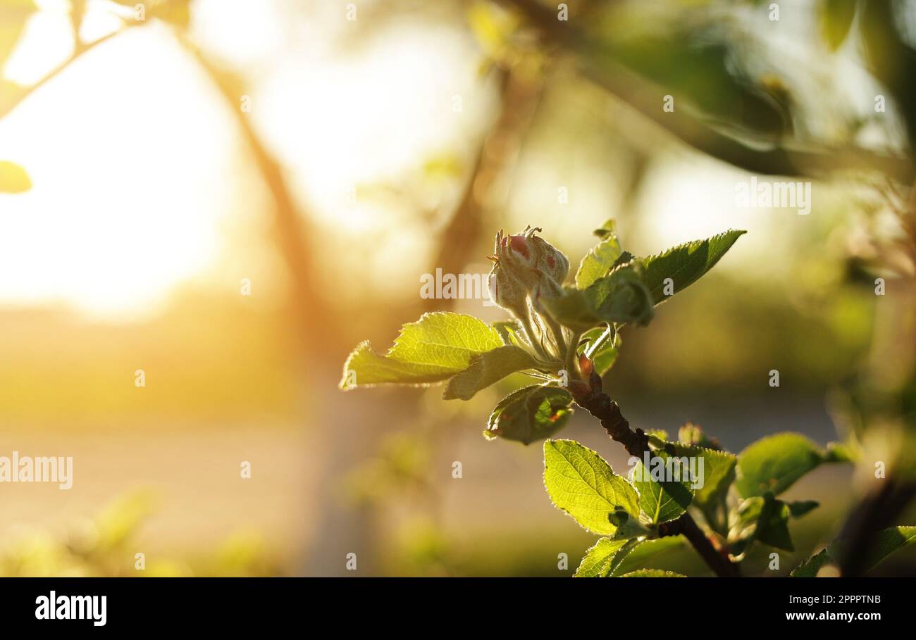 First spring buds on apple tree in the garden. Beginning of flowering ...