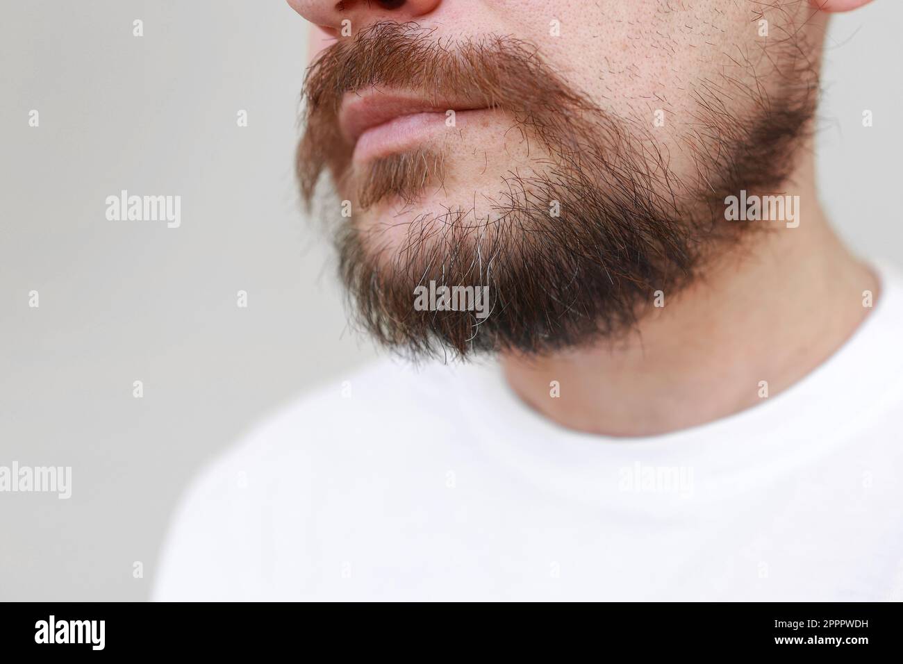 Cropped photo of bearded man first gray hairs on overgrown shaggy beard ...