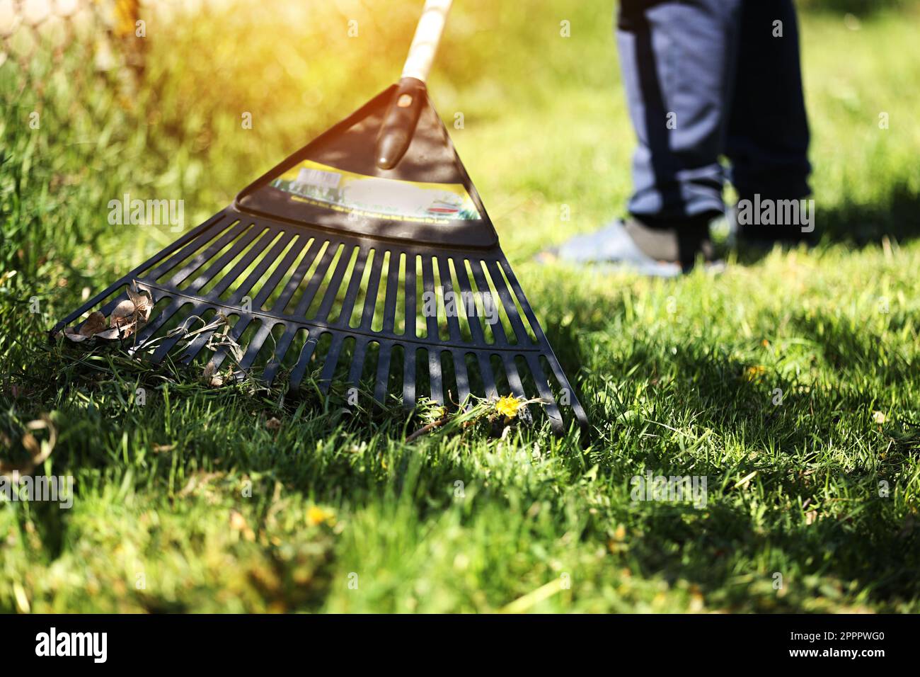Unrecognised man is raking leaves with a plastic black rake. Cleaning ...