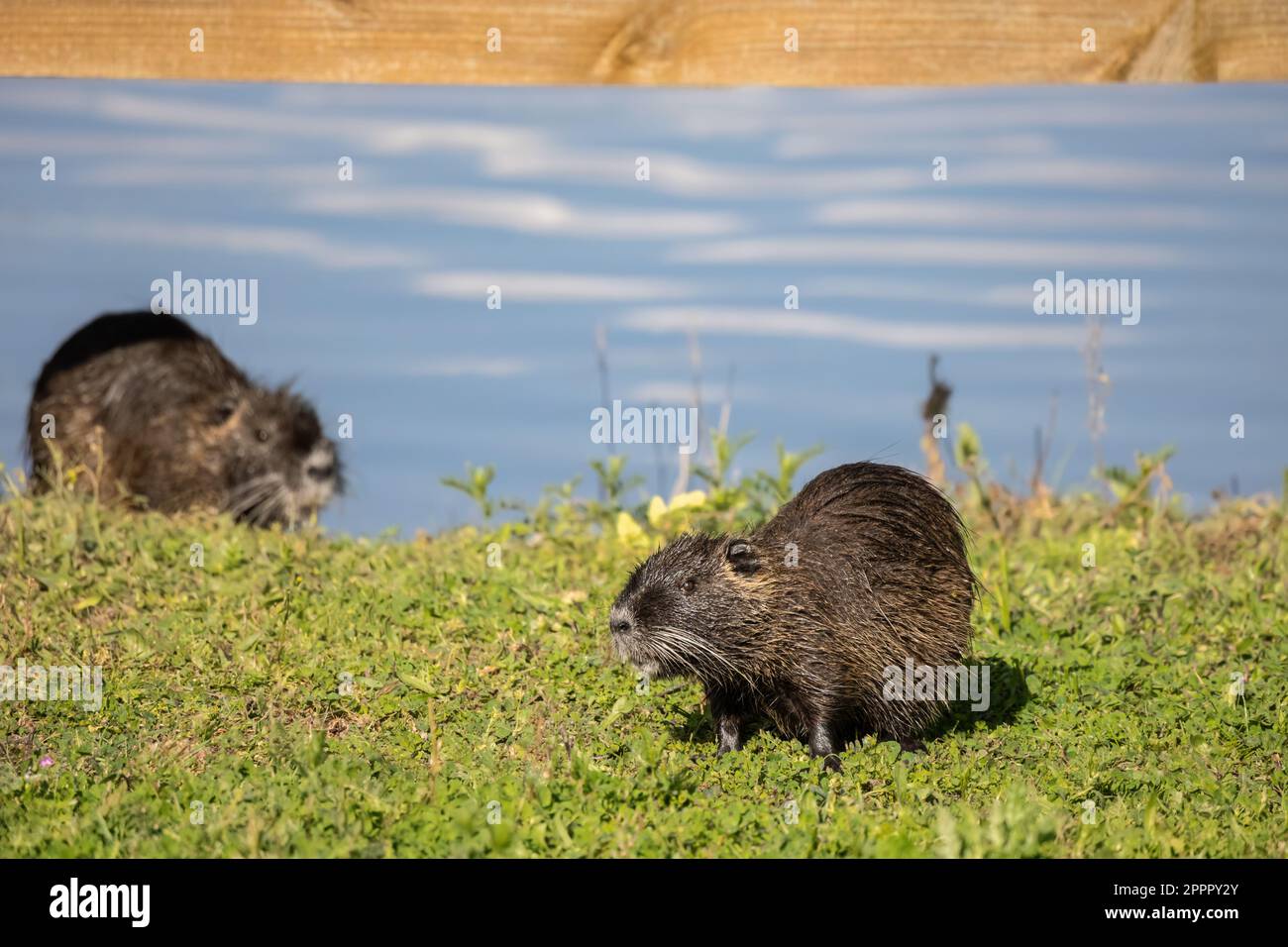 Nutria Myocastor coypus or coypu, semiaquatic rodent and invasive ...