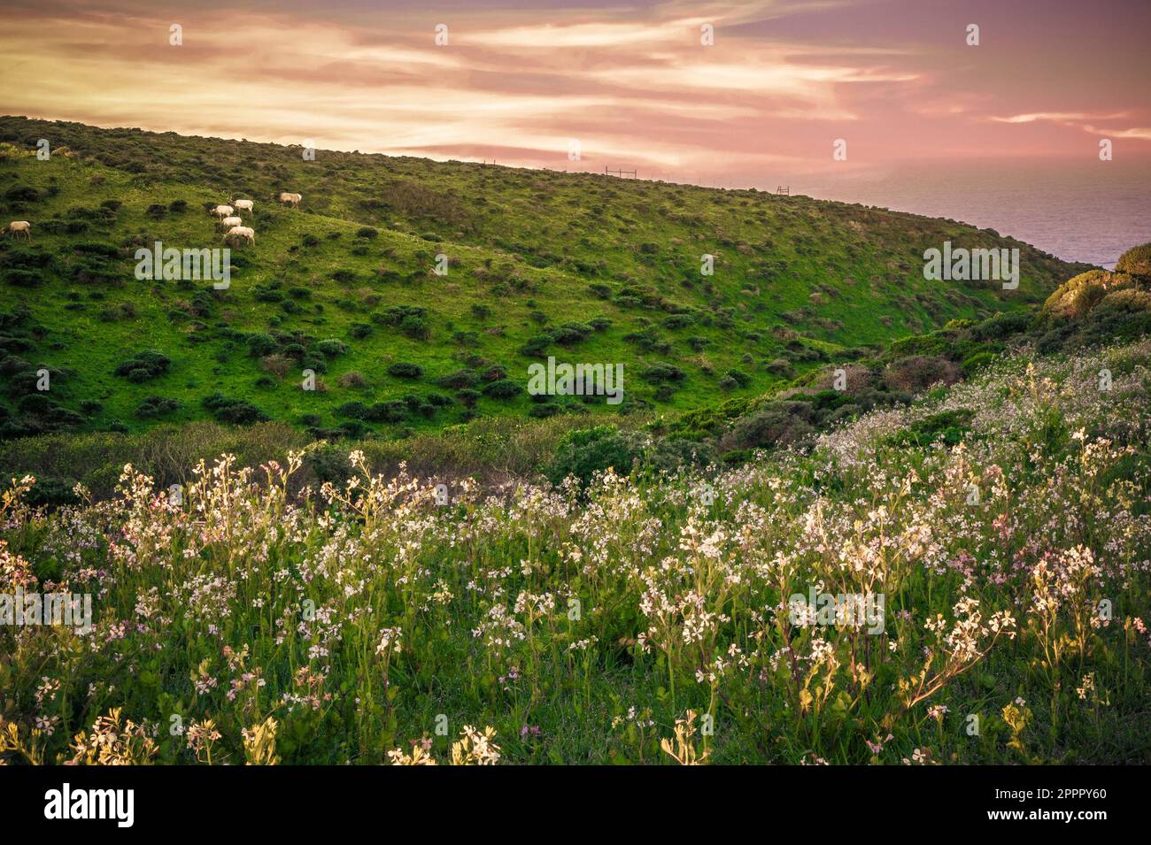 Green hills and landscape with elk grazing seen from Port Reyes ...