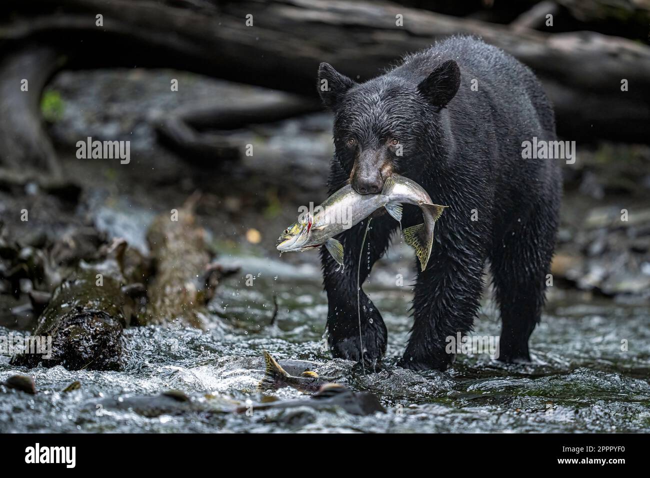 Large sow black bear hi-res stock photography and images - Alamy