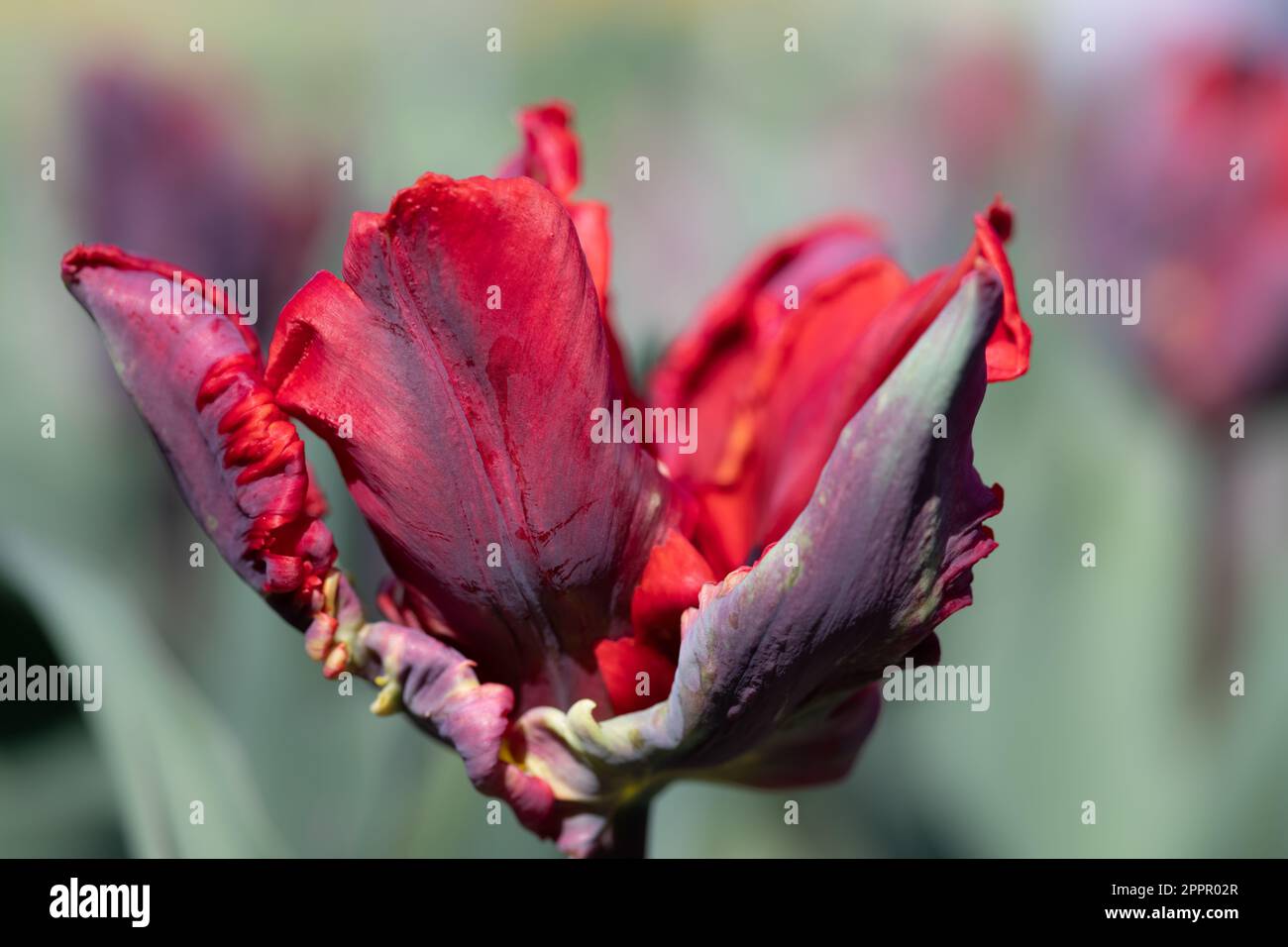 Close-up of an open tulip flower in landscape format. The tulip has red ...