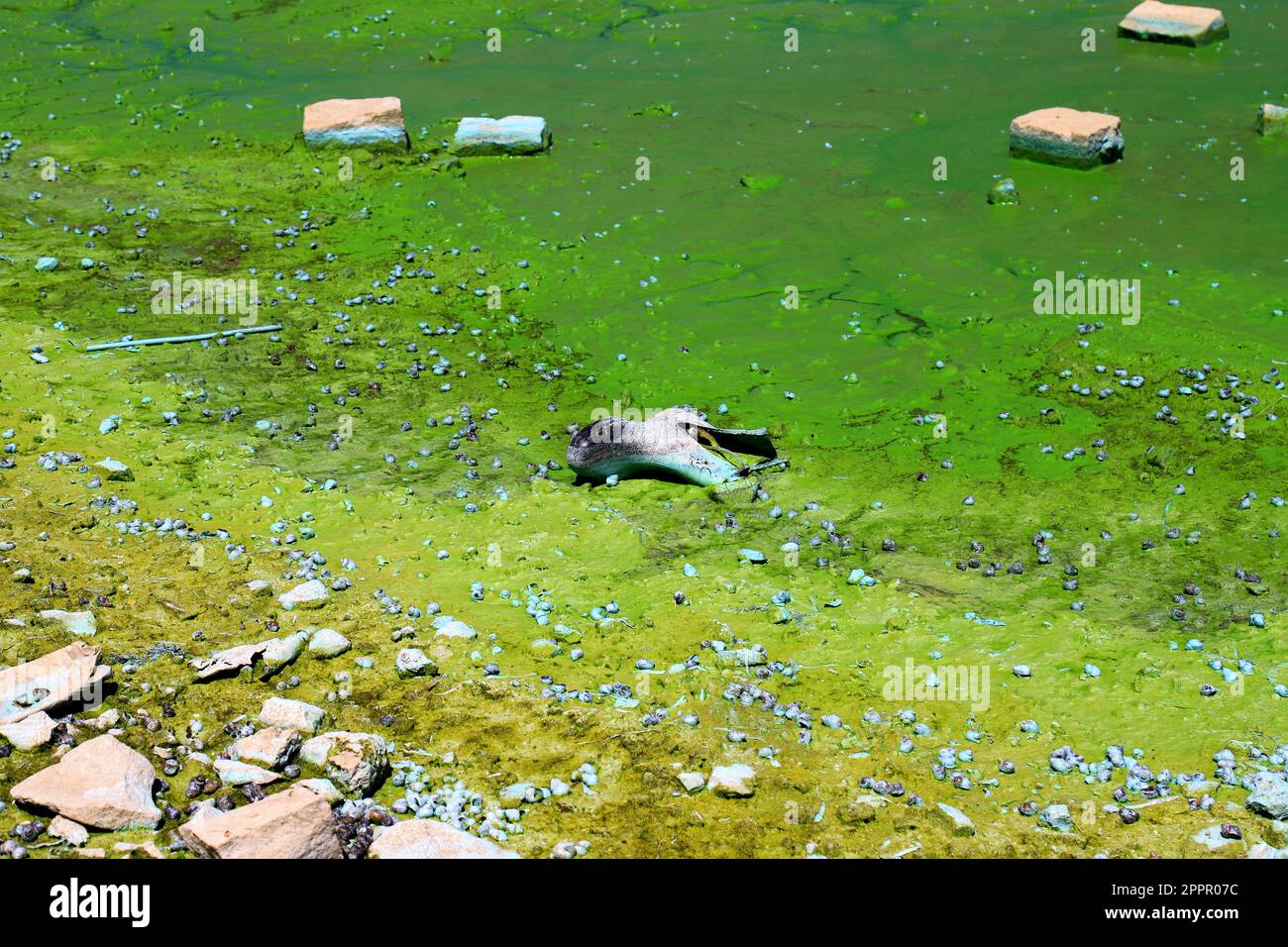 Water pollution by blooming blue-green algae - is world environmental ...