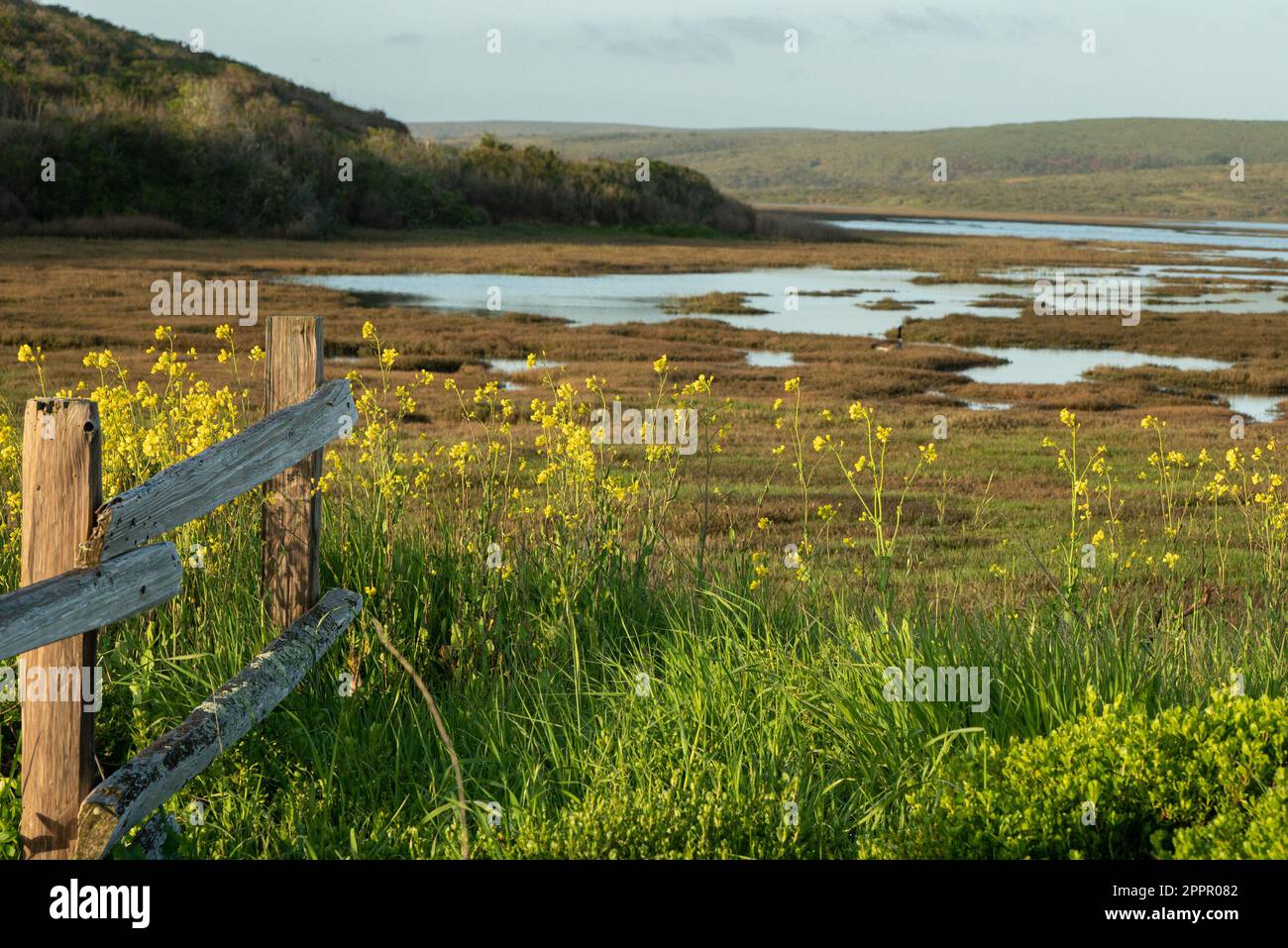 Estuary marsh with rustic wood dense and landscape seen from Port Reyes ...