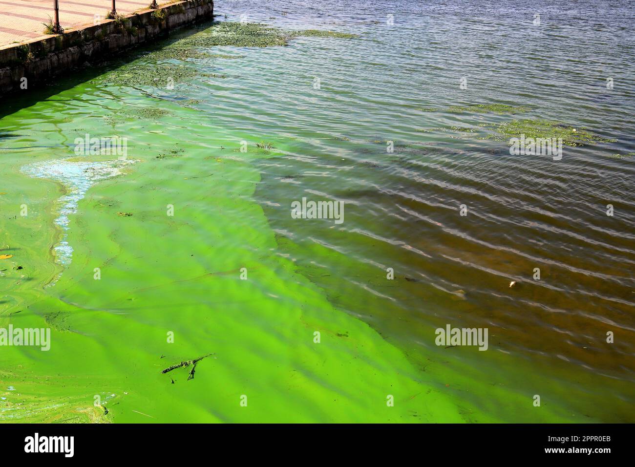 Water pollution by blooming blue-green algae - is world environmental ...