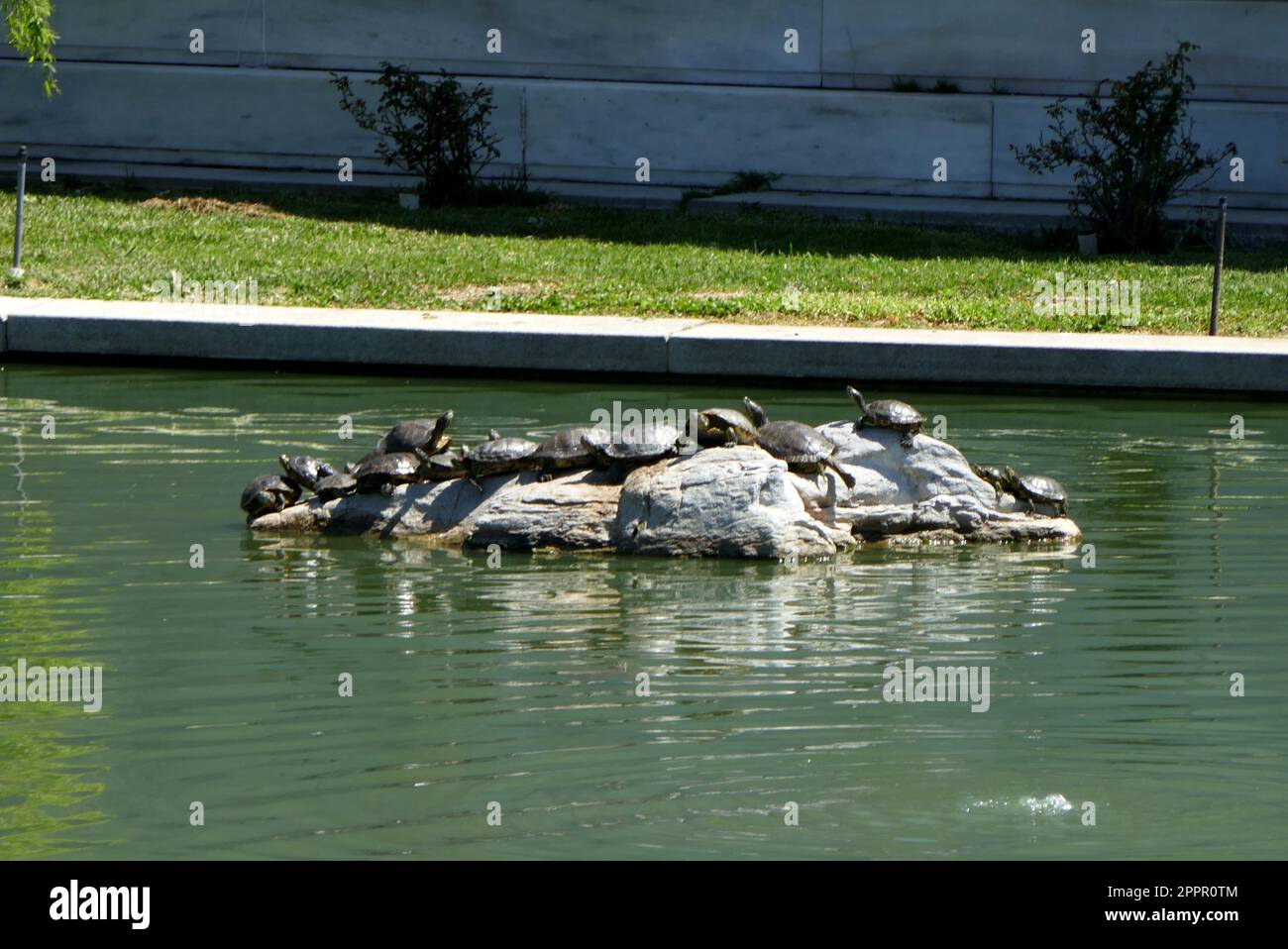 Los Angeles, California, USA 20th April 2023 Turtles Sunbasking in Lake ...