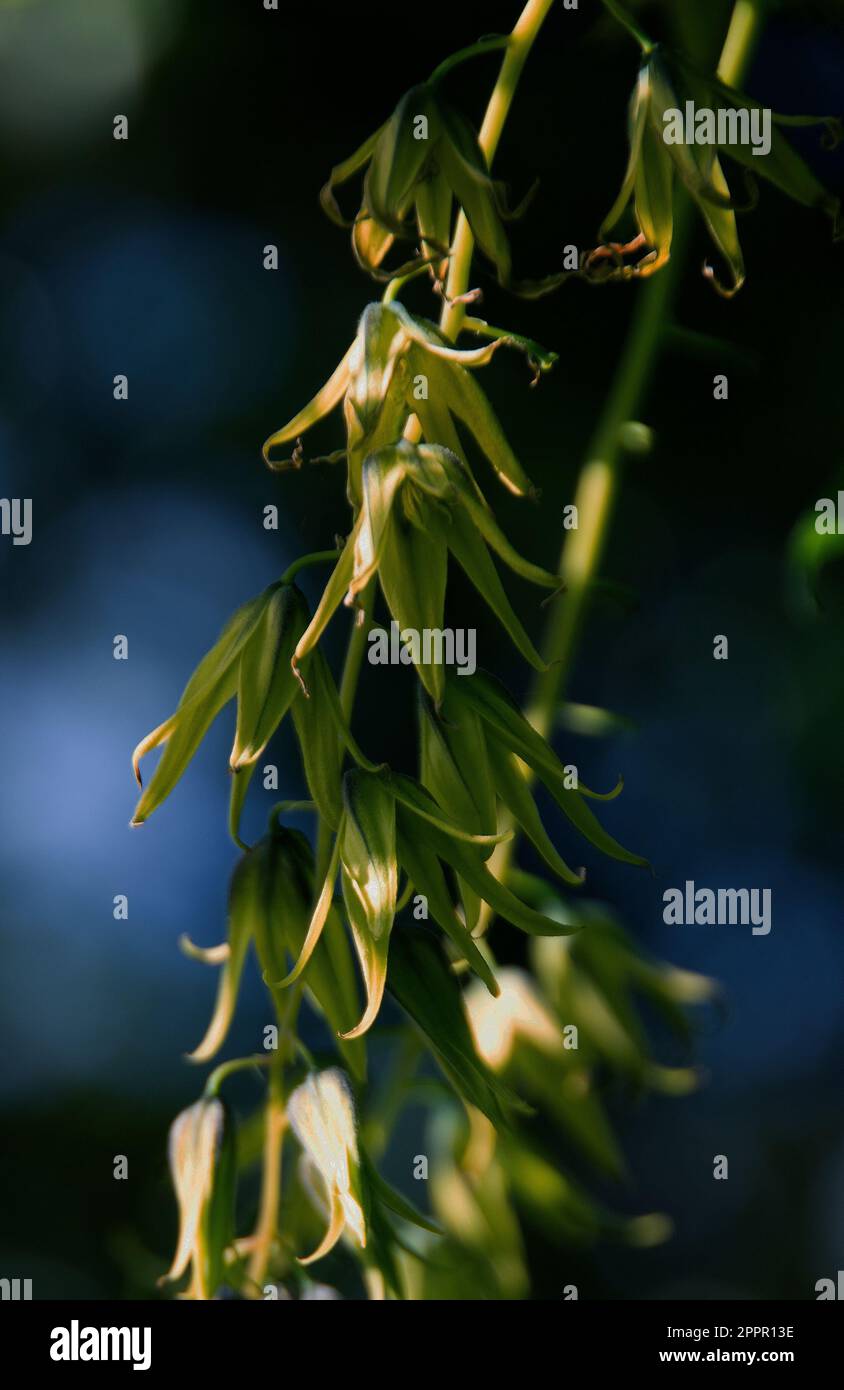 Trailing yellow green flowers i hi-res stock photography and images - Alamy