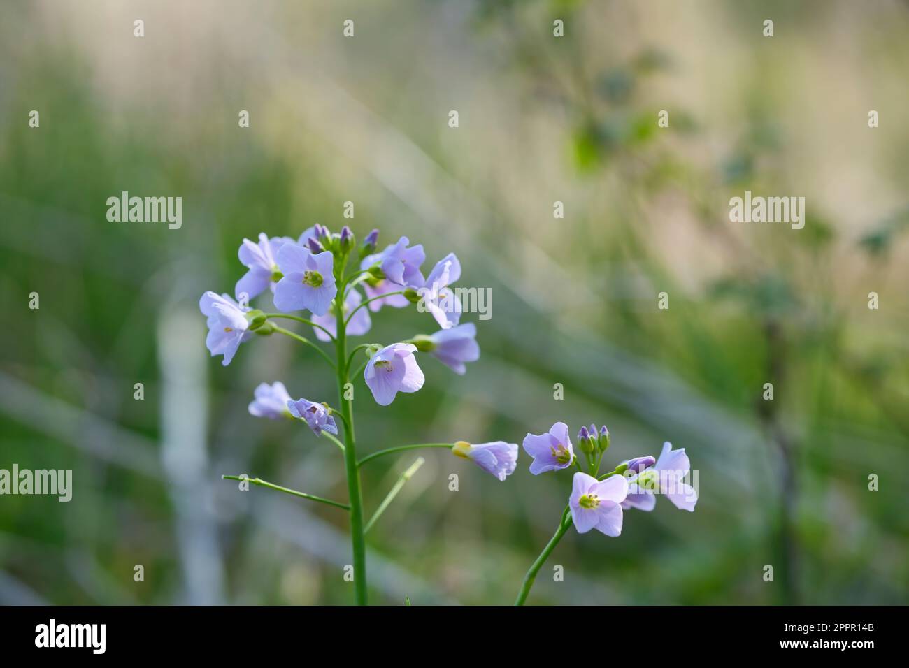 Close-up view of Cuckooflower (Cardamine pratensis), tea plant against ...