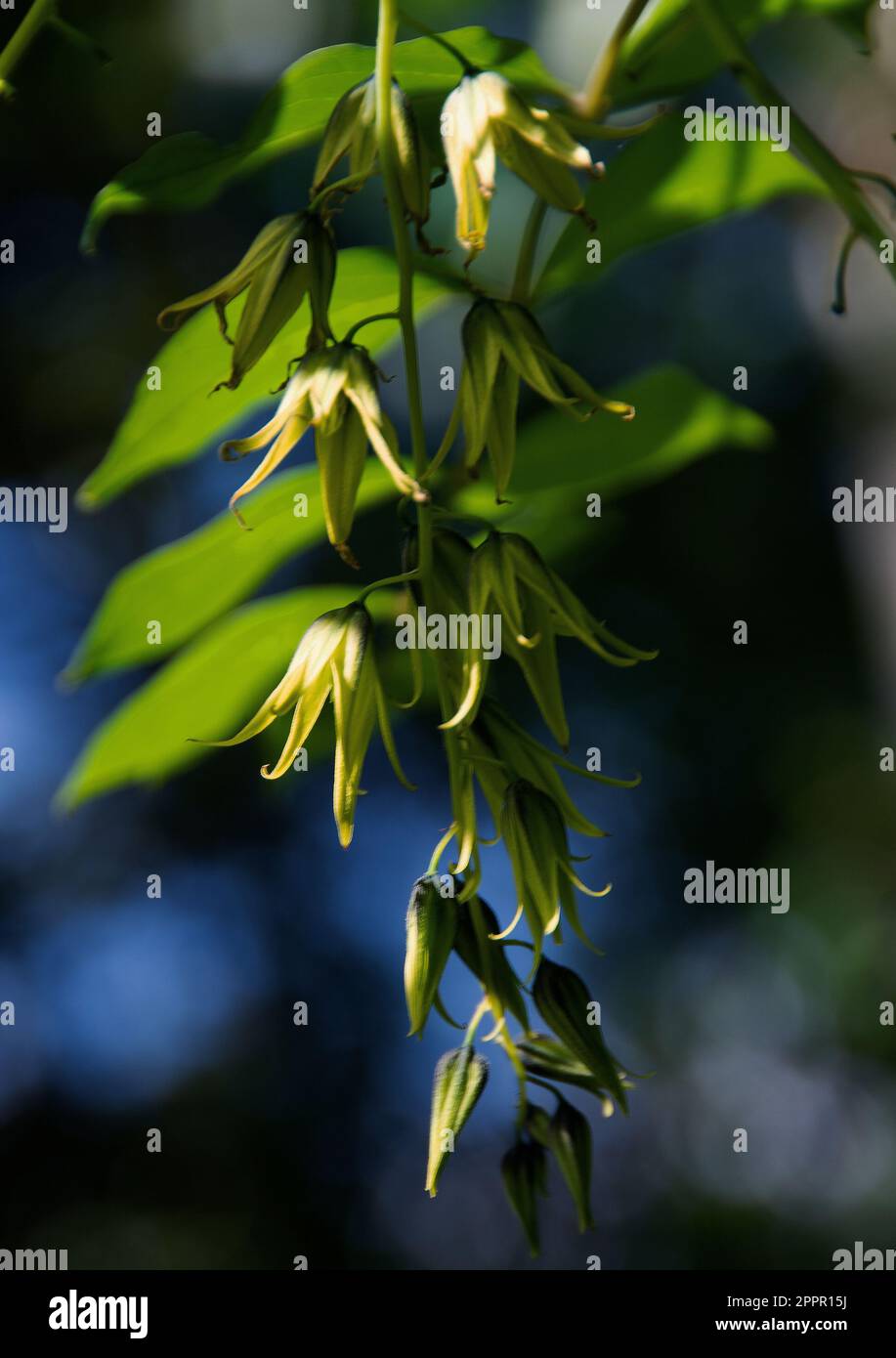 Trailing yellow green flowers i hi-res stock photography and images - Alamy