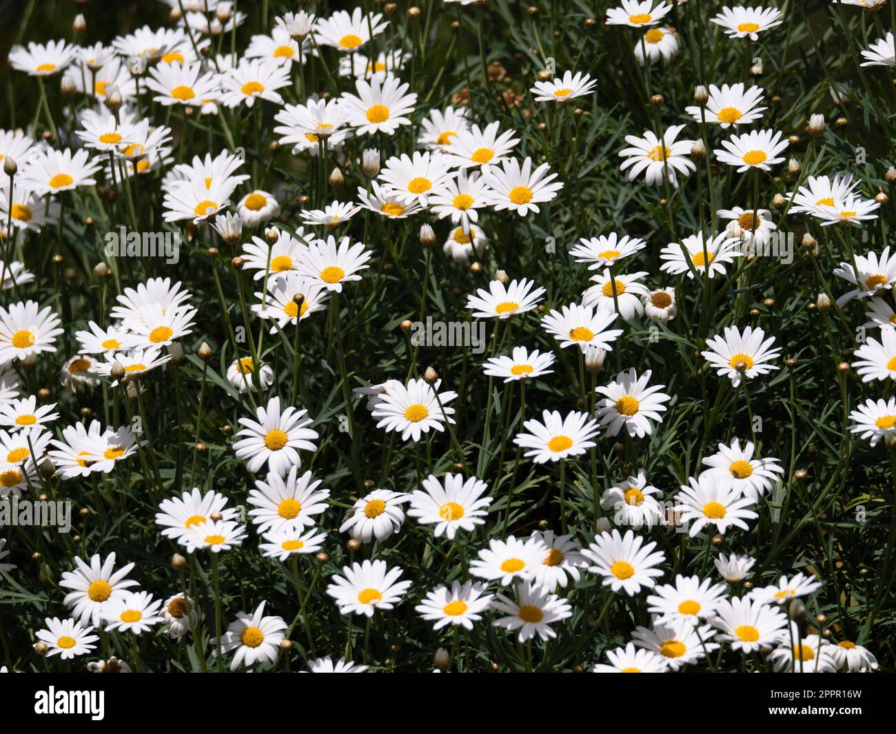 Beautiful daisies grow wild hi-res stock photography and images - Alamy
