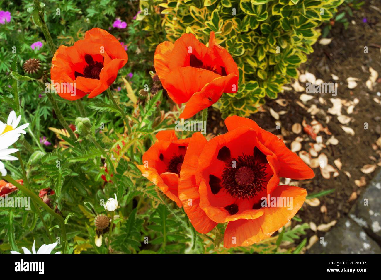 Red poppies in Botanical garden in Cologne in late May Stock Photo - Alamy