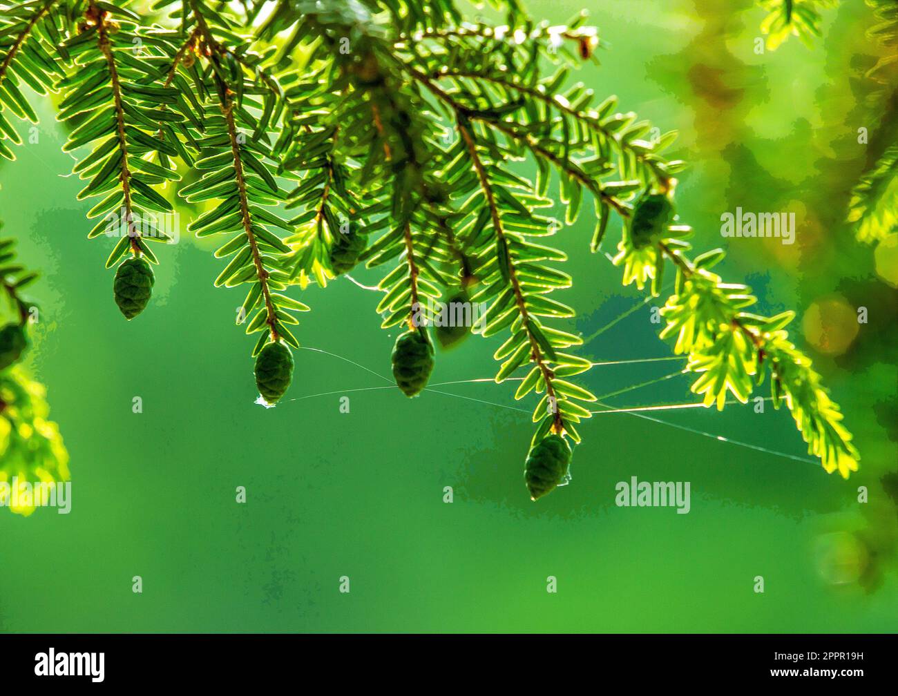 Amazing fresh spruce needles in Botanical garden "Flora" in Cologne ...