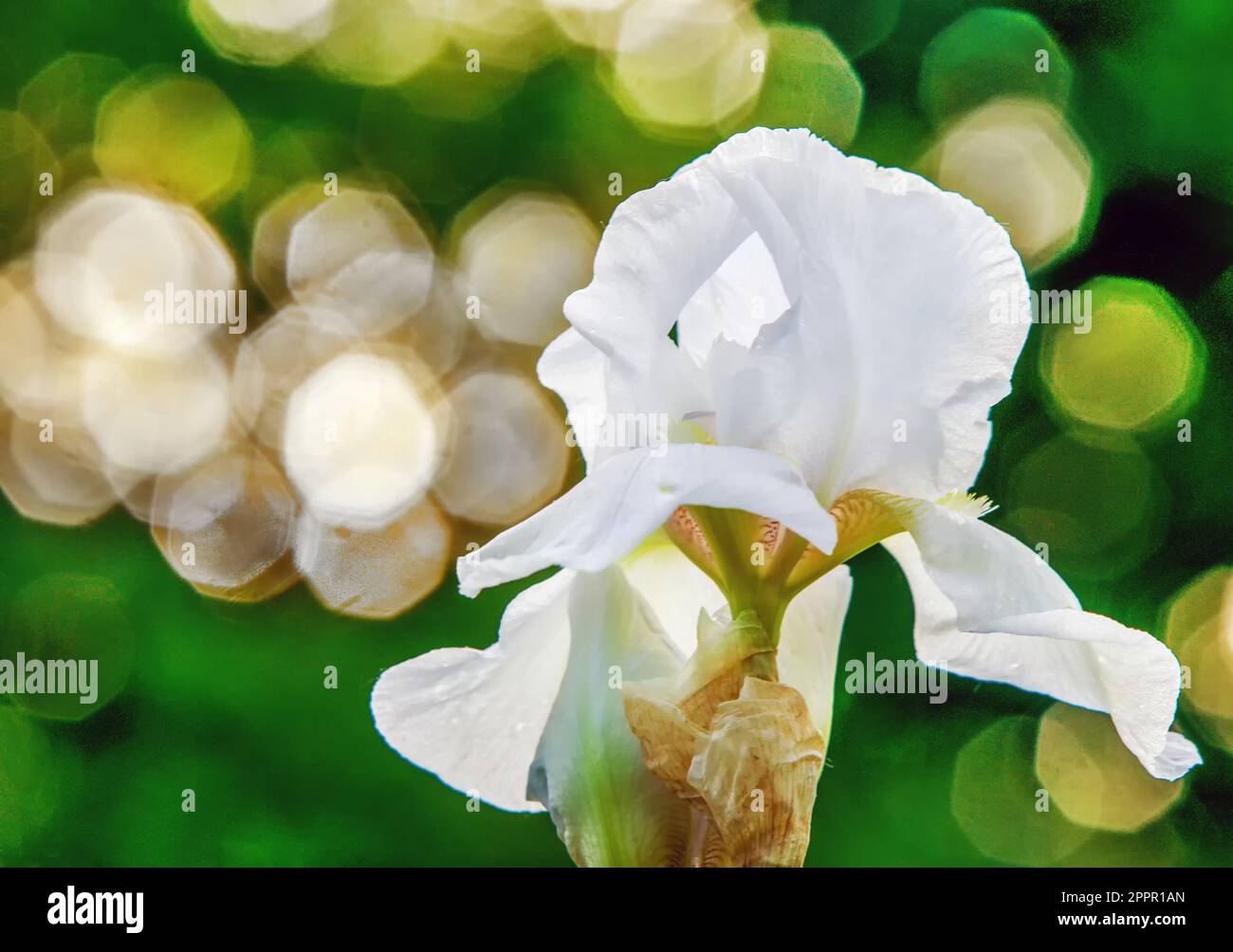 Amazing white irises in Botanical garden "Flora" (free of charge) in ...