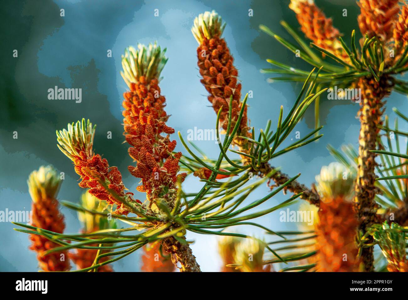 Orange Pine pollen in late May in Botanical garden "Flora "in Cologne ...